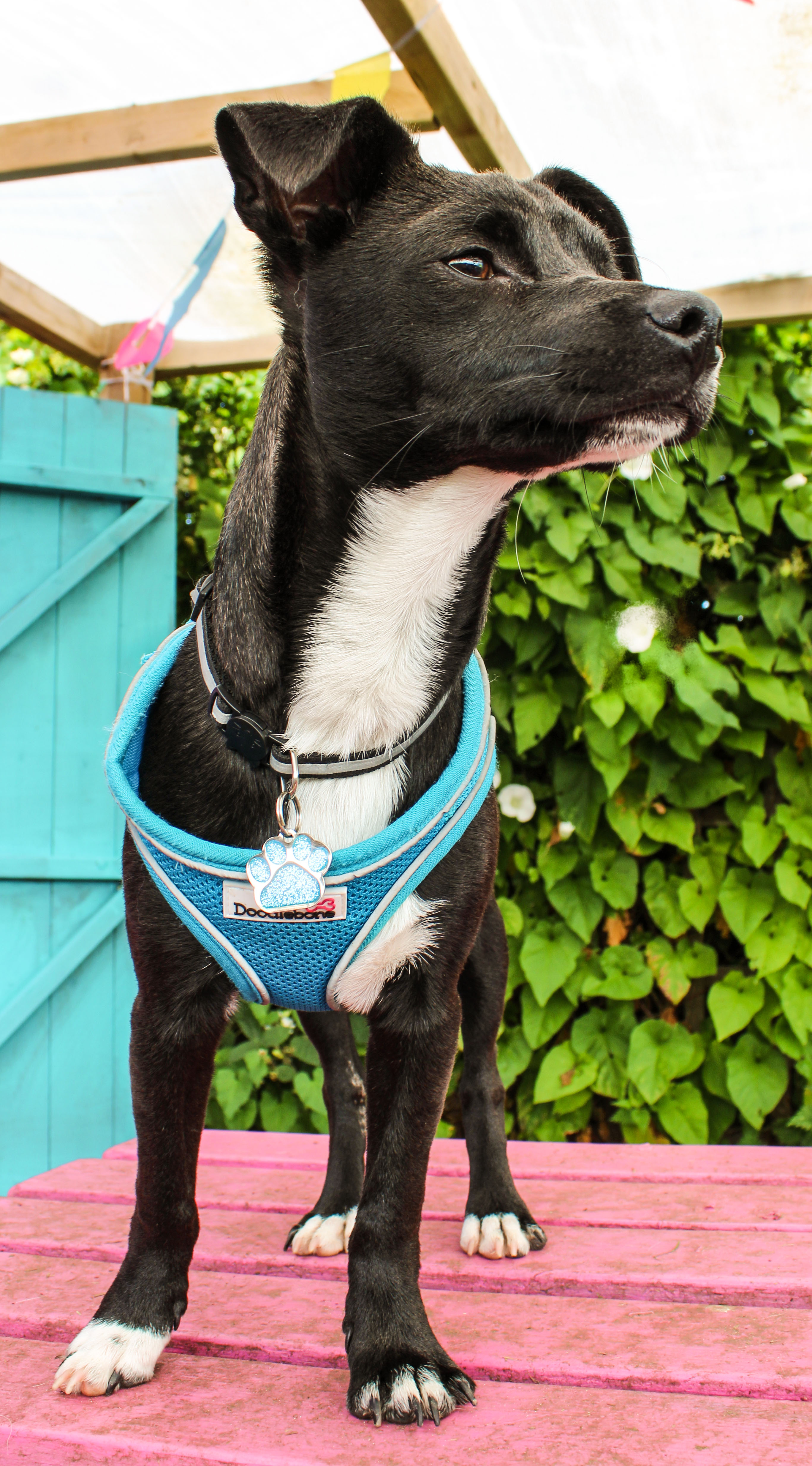 BORIS FINAL - La Vida Liverpool