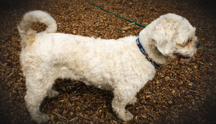 WHITE FELLA 1 FINAL BLACK VIGNETTE - Lavida Liverpool