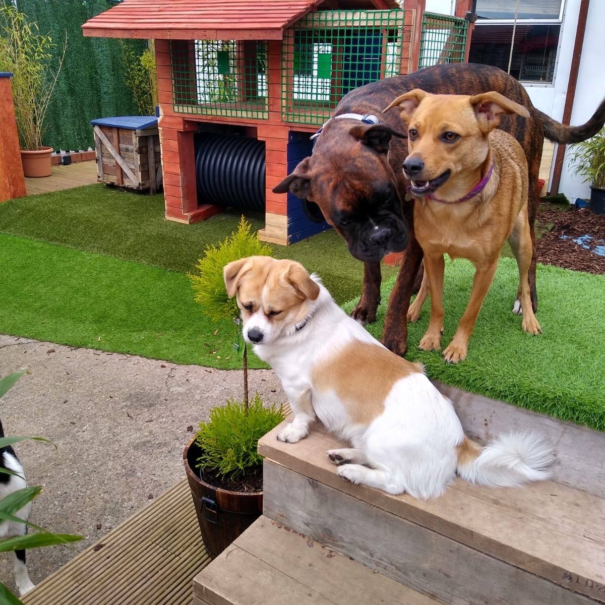 MERSEYSIDE'S FIRST URBAN DOG PARK OPENS IN BIRKENHEAD!