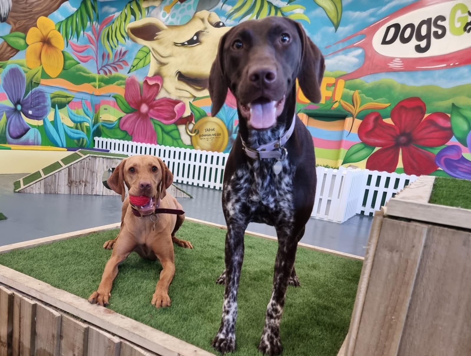 DOGS12 - La Vida Liverpool