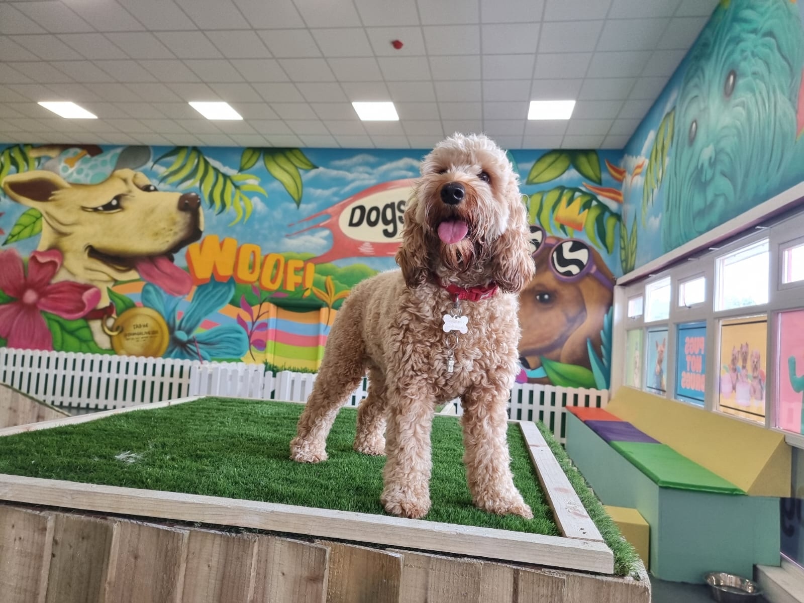 DOGS16 - La Vida Liverpool