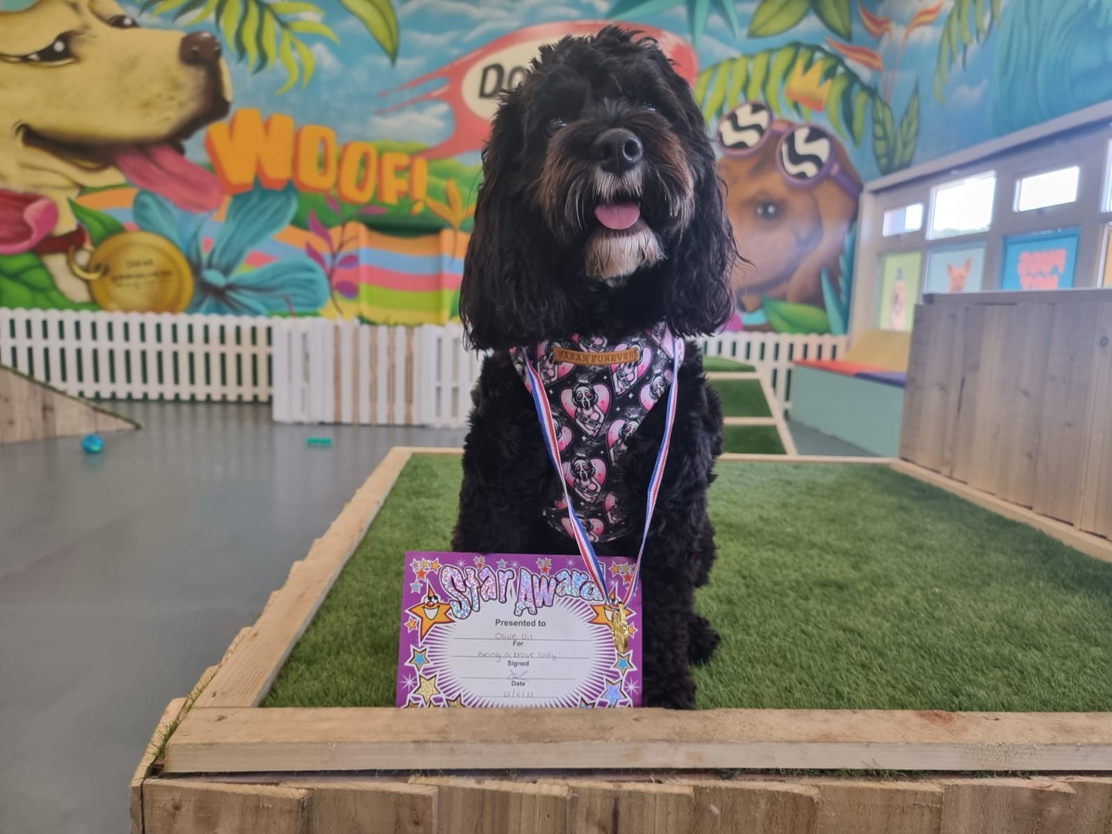 DOGS21 - La Vida Liverpool