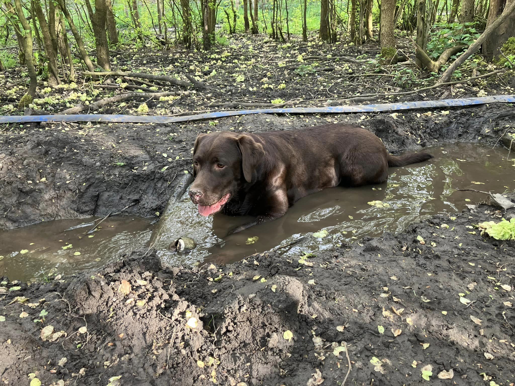 LIVERPOOL'S LARGEST DOG ADVENTURE PARK EXPANDS! - La Vida Liverpool