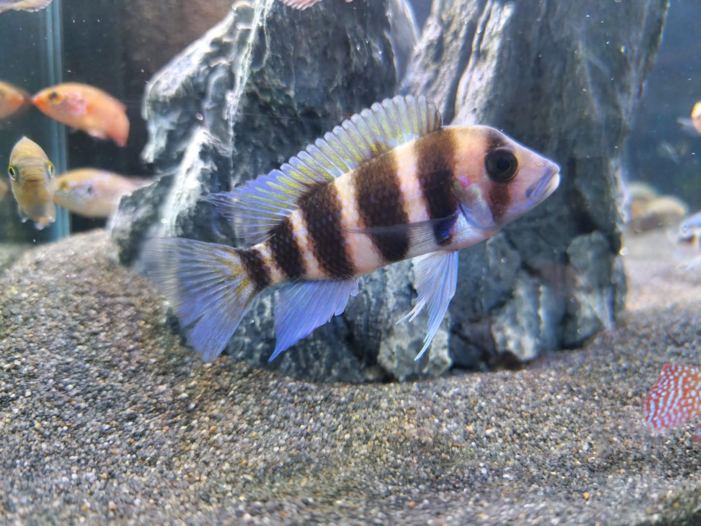 WIRRAL AQUATICS SEEKS FISH BREEDERS TO WORK WITH! - La Vida Liverpool